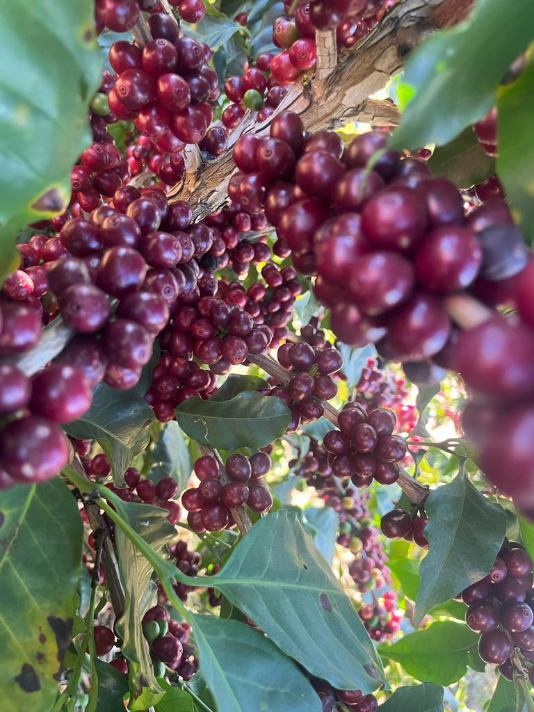 Coffee Bean Tree Coffea Arabica 'Villa Sarchi' (Coffee) Seeds (10